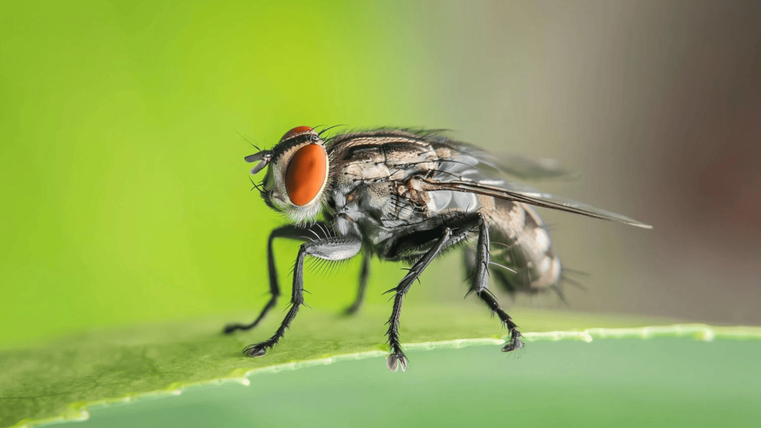 Fleas & Flies Control Gold Coast | Call Now: (07) 3085 9219
