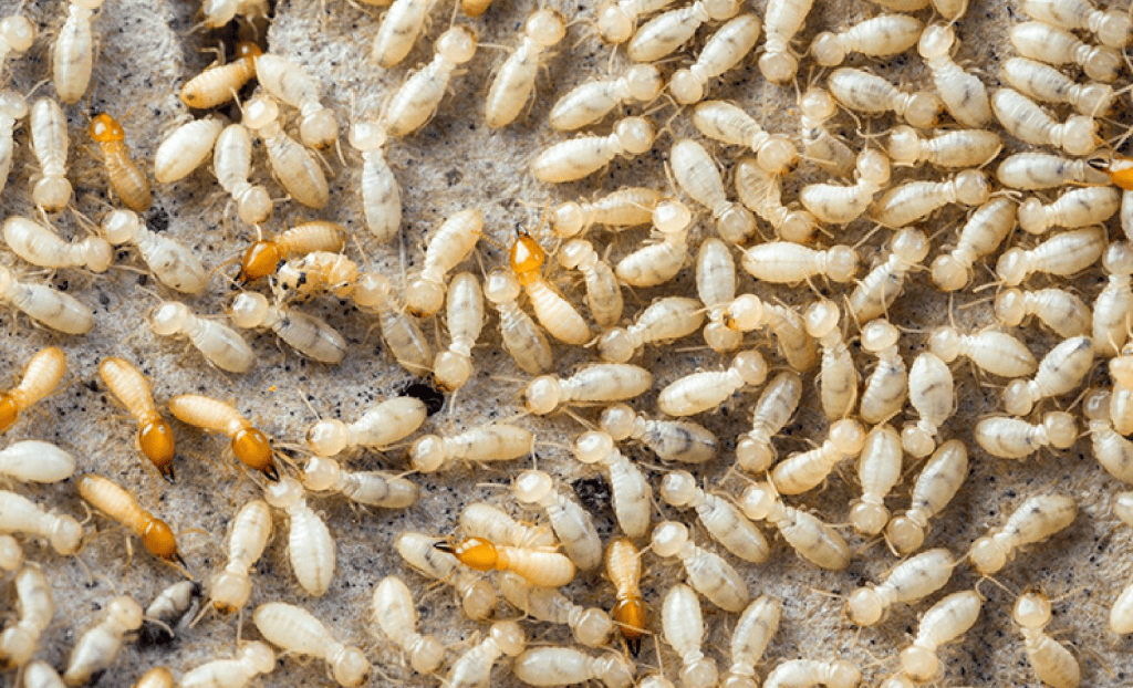 Termite Control Gold Coast | Best Prices: (07) 3085 9219