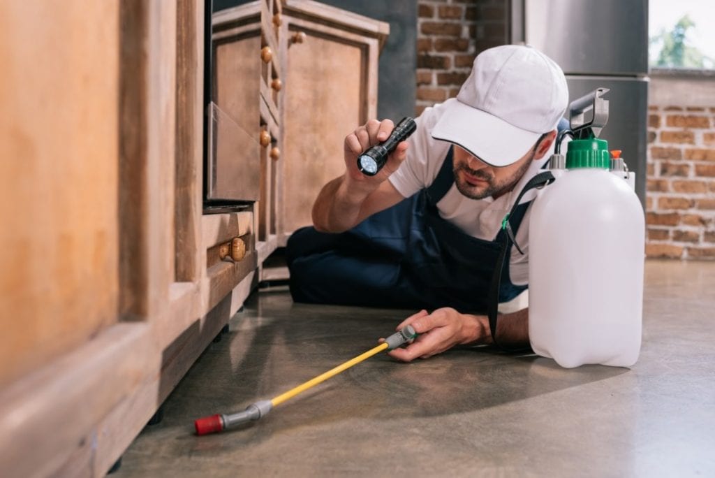 Pest Control Gold Coast | Fast & Reliable | (07) 3085 9219